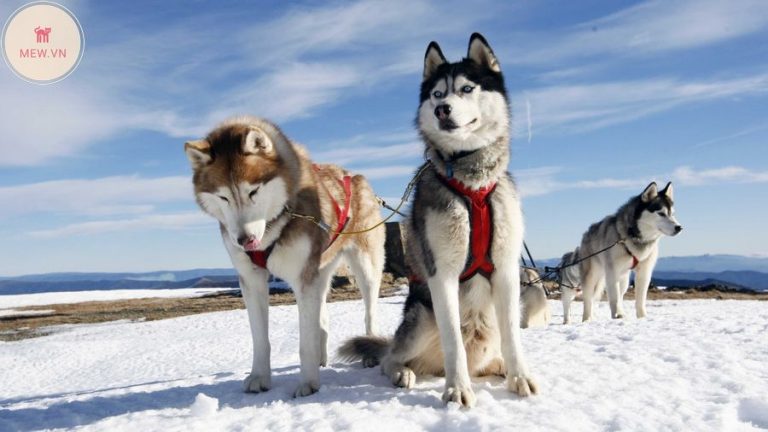 Chó Siberian Husky: Đặc Điểm - Hình Ảnh - Cách Chăm Sóc [FULL 100%]