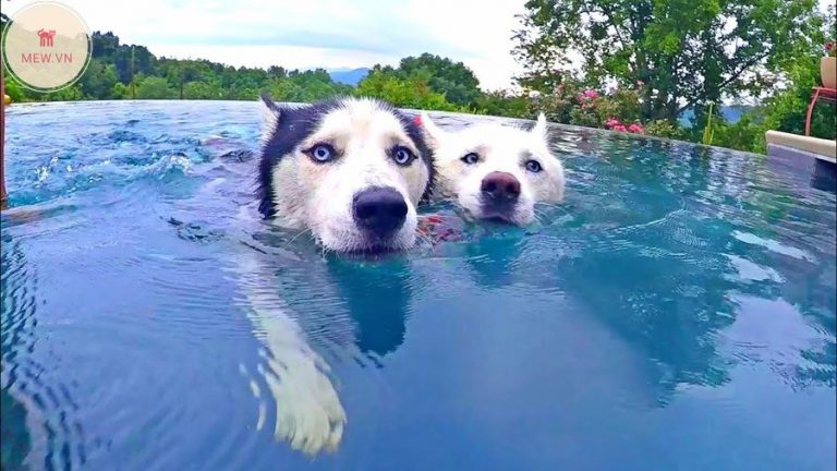 Chó Siberian Husky: Đặc Điểm - Hình Ảnh - Cách Chăm Sóc [FULL 100%]