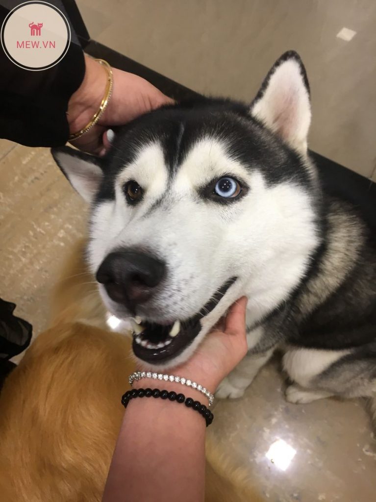 Chó Siberian Husky: Đặc Điểm - Hình Ảnh - Cách Chăm Sóc [FULL 100%]