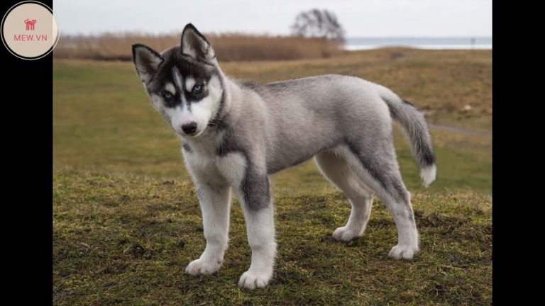 Chó Siberian Husky: Đặc Điểm - Hình Ảnh - Cách Chăm Sóc [FULL 100%]