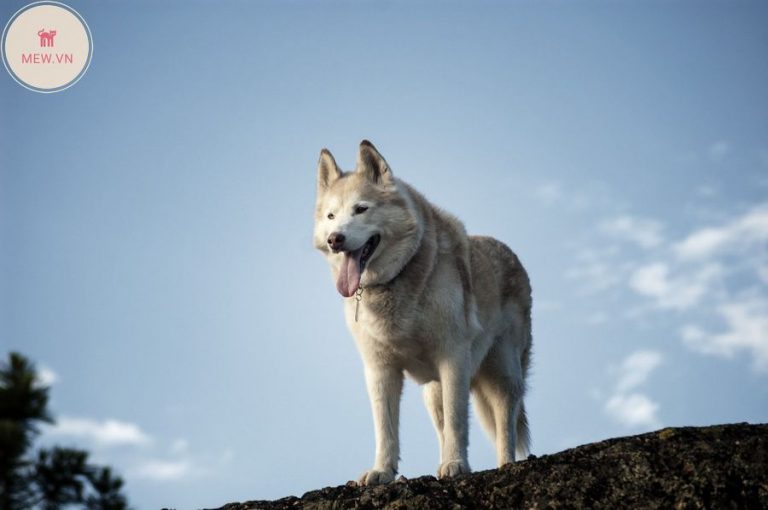 Chó Siberian Husky: Đặc Điểm - Hình Ảnh - Cách Chăm Sóc [FULL 100%]