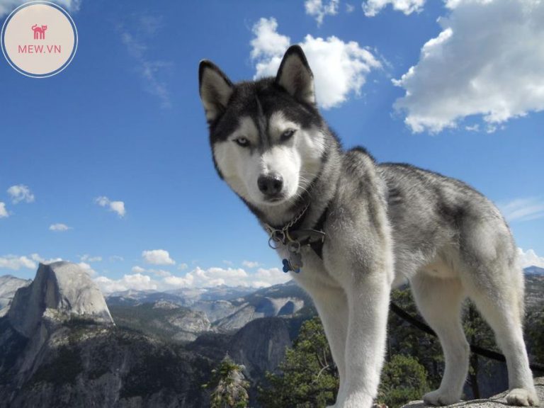 Chó Siberian Husky: Đặc Điểm - Hình Ảnh - Cách Chăm Sóc [FULL 100%]