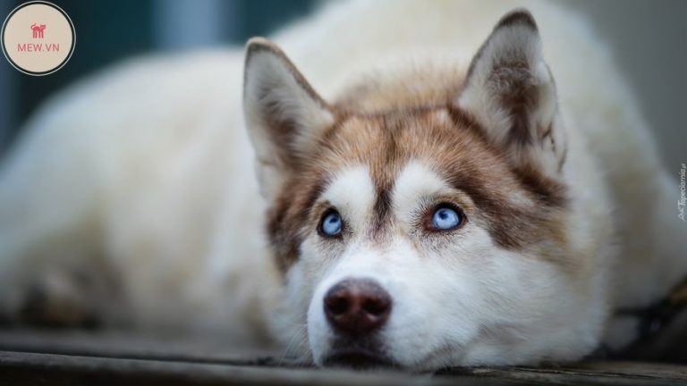 Chó Siberian Husky: Đặc Điểm - Hình Ảnh - Cách Chăm Sóc [FULL 100%]