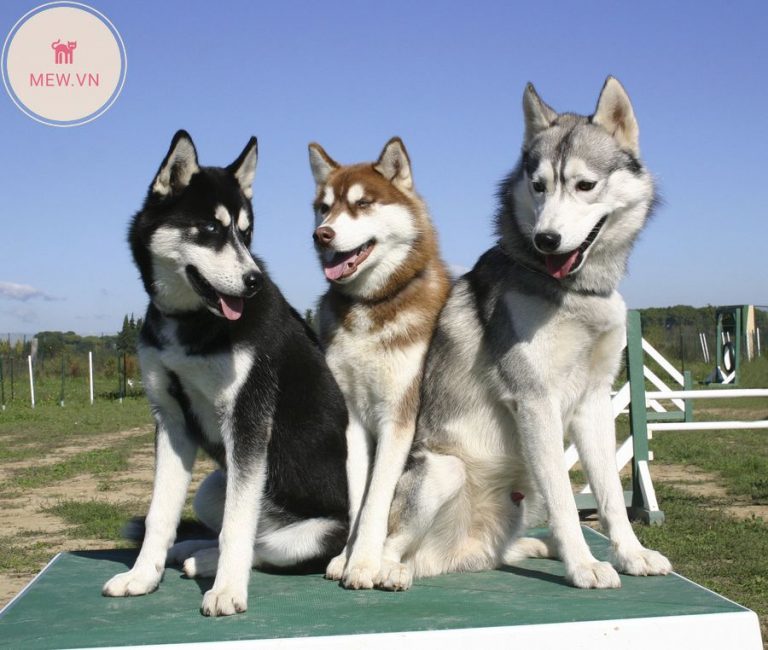 Chó Siberian Husky: Đặc Điểm - Hình Ảnh - Cách Chăm Sóc [FULL 100%]