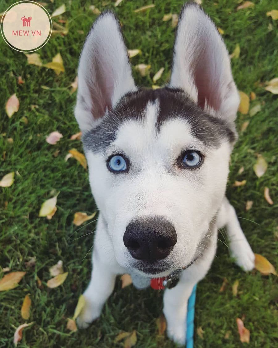 Chó Siberian Husky: Đặc Điểm - Hình Ảnh - Cách Chăm Sóc [FULL 100%]