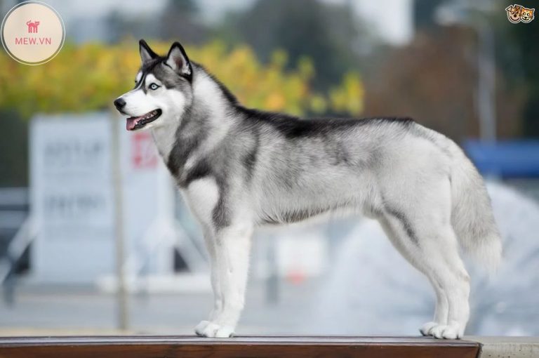 Chó Siberian Husky: Đặc Điểm - Hình Ảnh - Cách Chăm Sóc [FULL 100%]