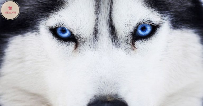 Chó Siberian Husky: Đặc Điểm - Hình Ảnh - Cách Chăm Sóc [FULL 100%]