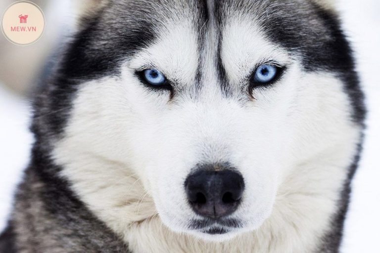 Chó Siberian Husky: Đặc Điểm - Hình Ảnh - Cách Chăm Sóc [FULL 100%]