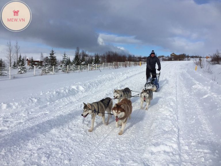 Chó Siberian Husky: Đặc Điểm - Hình Ảnh - Cách Chăm Sóc [FULL 100%]