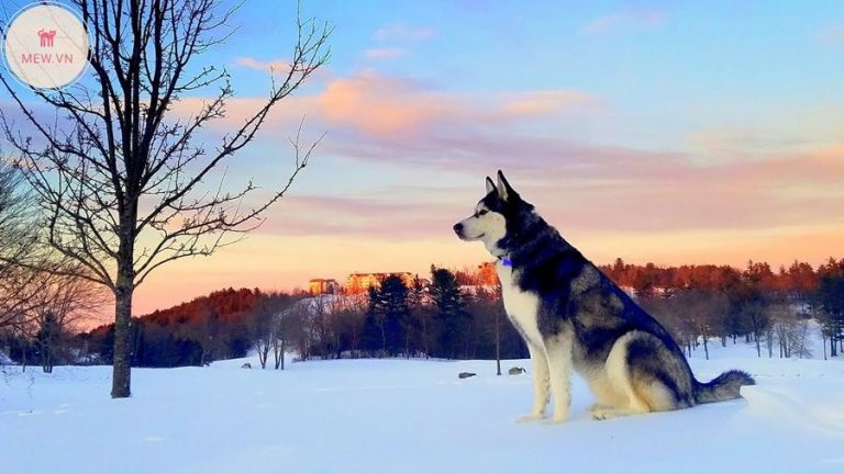 Chó Siberian Husky: Đặc Điểm - Hình Ảnh - Cách Chăm Sóc [FULL 100%]