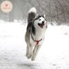 Chó Siberian Husky: Đặc Điểm - Hình Ảnh - Cách Chăm Sóc [FULL 100%]
