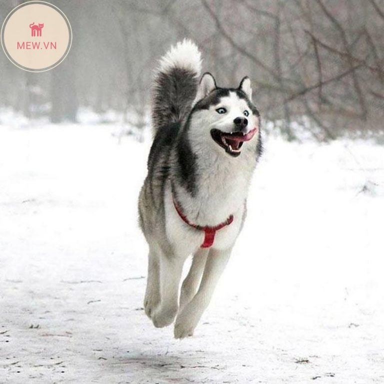 Chó Siberian Husky: Đặc Điểm - Hình Ảnh - Cách Chăm Sóc [FULL 100%]