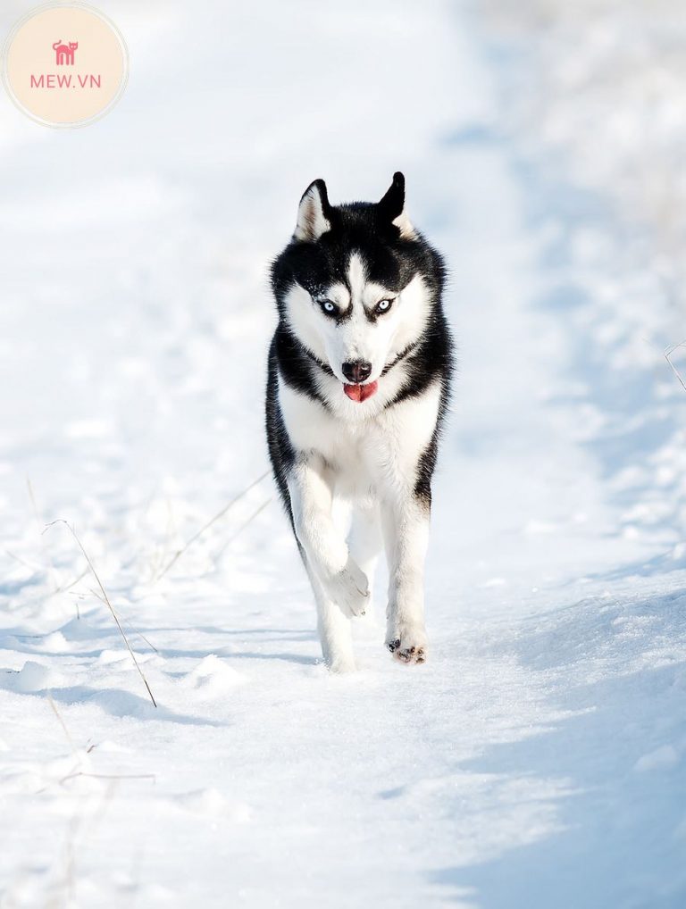 Chó Siberian Husky: Đặc Điểm - Hình Ảnh - Cách Chăm Sóc [FULL 100%]