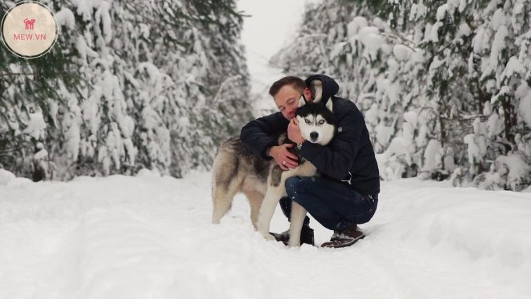 Chó Siberian Husky: Đặc Điểm - Hình Ảnh - Cách Chăm Sóc [FULL 100%]