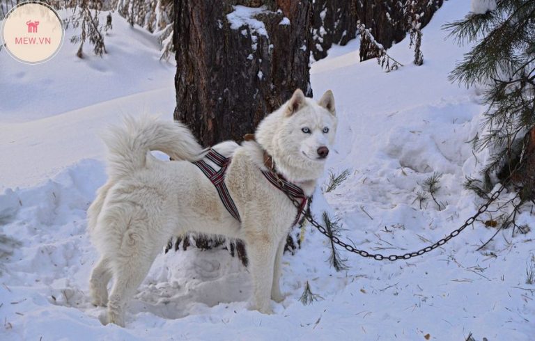 Chó Siberian Husky: Đặc Điểm - Hình Ảnh - Cách Chăm Sóc [FULL 100%]