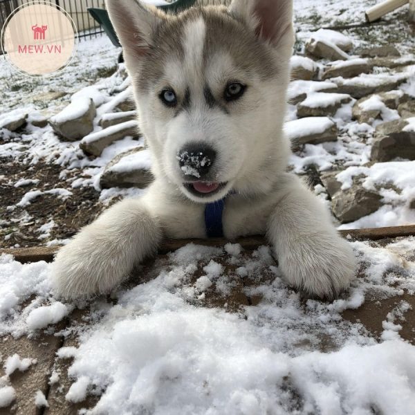 Chó Siberian Husky: Đặc Điểm - Hình Ảnh - Cách Chăm Sóc [FULL 100%]