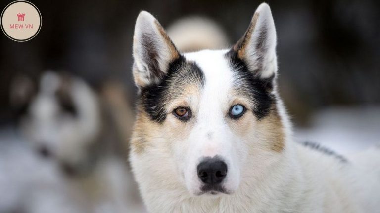 Chó Siberian Husky: Đặc Điểm - Hình Ảnh - Cách Chăm Sóc [FULL 100%]