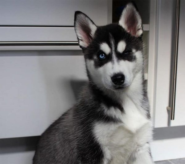 Đặt Tên Cho Chó Husky Hay Và Ý Nghĩa Nhất [TOP 30]