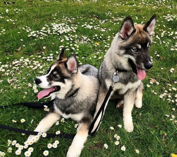 Đặt Tên Cho Chó Husky Hay Và Ý Nghĩa Nhất [TOP 30]