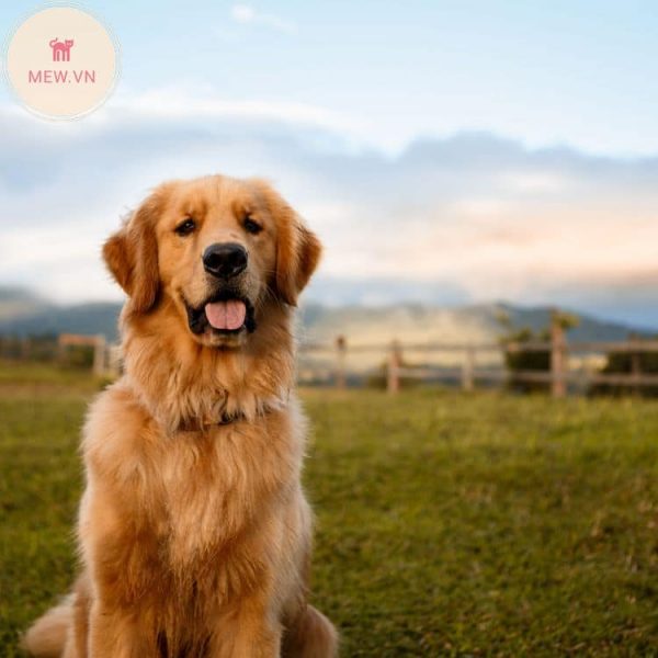 TOP 10 Giống Chó Đẹp Khiến Bạn Muốn Ẵm Về Ngay [CƯNG XỈU]