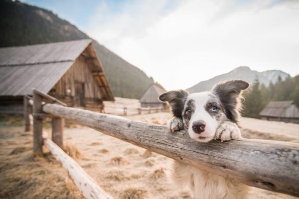 Chó Border Collie: Nguồn Gốc - Đặc Điểm - Giá Bán [MỚI 2026]