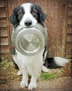 Chó Border Collie: Nguồn Gốc - Đặc Điểm - Giá Bán [MỚI 2026]