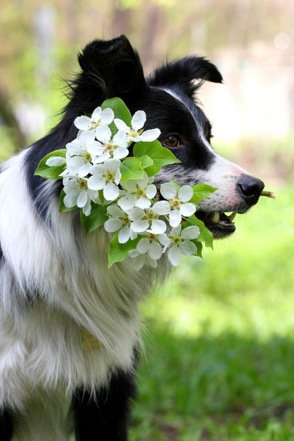 Chó Border Collie: Nguồn Gốc - Đặc Điểm - Giá Bán [MỚI 2026]