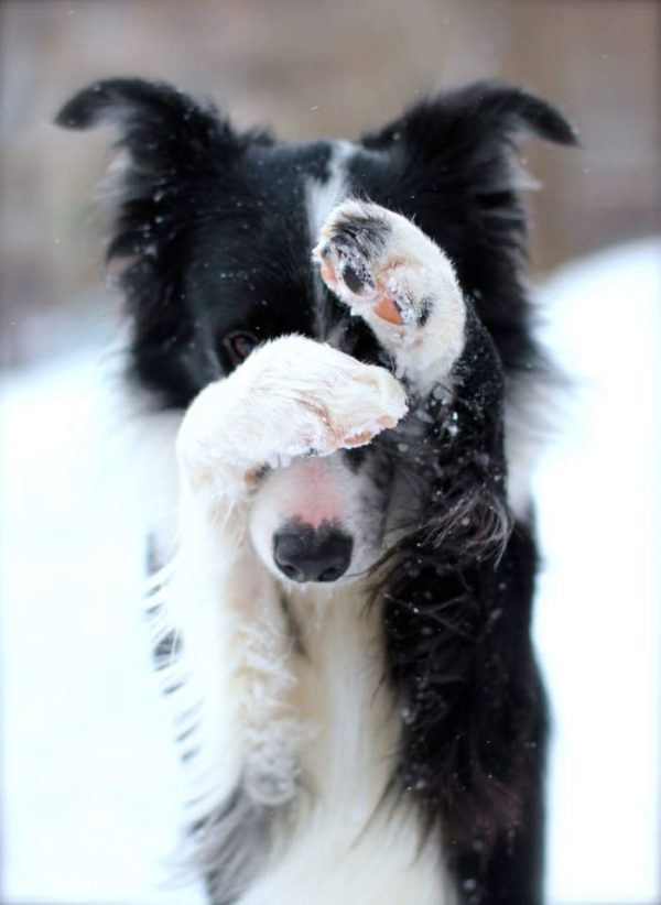 Chó Border Collie: Nguồn Gốc - Đặc Điểm - Giá Bán [MỚI 2026]
