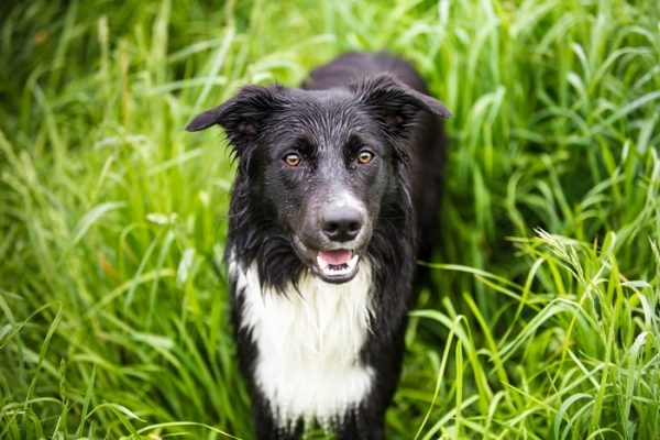 Chó Border Collie: Nguồn Gốc - Đặc Điểm - Giá Bán [MỚI 2026]