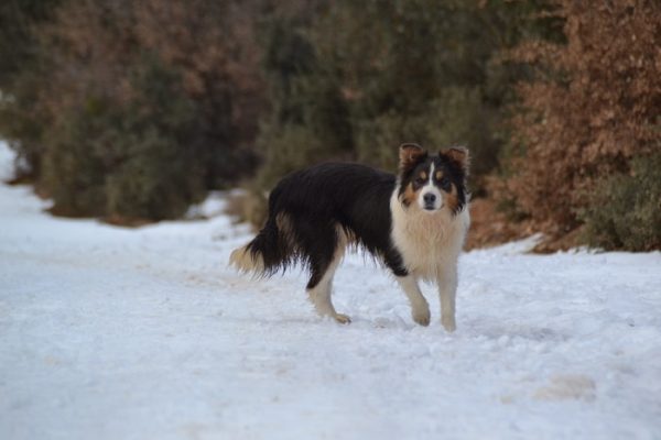 Chó Border Collie: Nguồn Gốc - Đặc Điểm - Giá Bán [MỚI 2026]