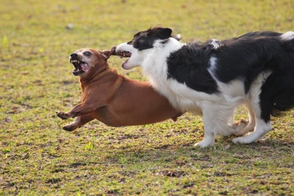 Chó Border Collie: Nguồn Gốc - Đặc Điểm - Giá Bán [MỚI 2026]
