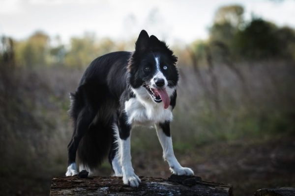 Chó Border Collie: Nguồn Gốc - Đặc Điểm - Giá Bán [MỚI 2026]