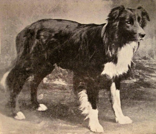 Chó Border Collie: Nguồn Gốc - Đặc Điểm - Giá Bán [MỚI 2025]