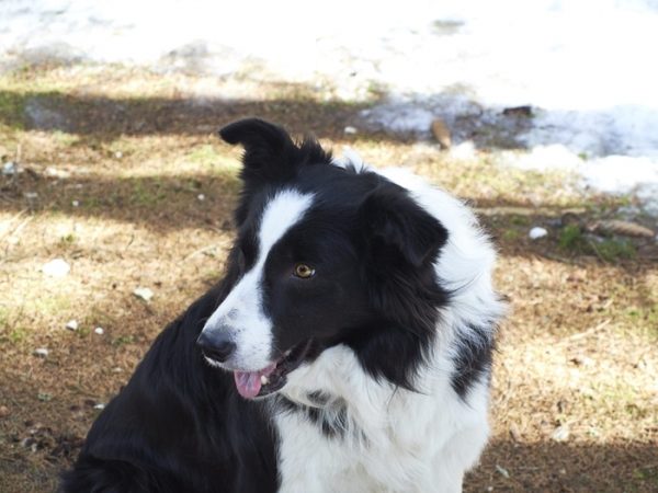 Chó Border Collie: Nguồn Gốc - Đặc Điểm - Giá Bán [MỚI 2026]