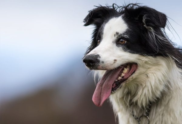 Chó Border Collie: Nguồn Gốc - Đặc Điểm - Giá Bán [MỚI 2026]