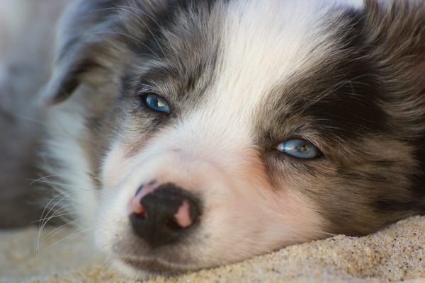 Chó Border Collie: Nguồn Gốc - Đặc Điểm - Giá Bán [MỚI 2026]