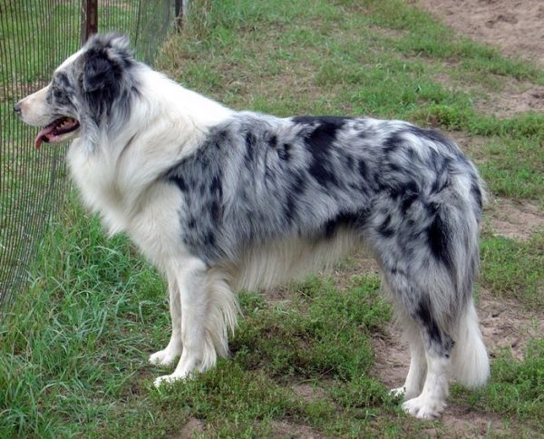 Chó Border Collie: Nguồn Gốc - Đặc Điểm - Giá Bán [MỚI 2026]