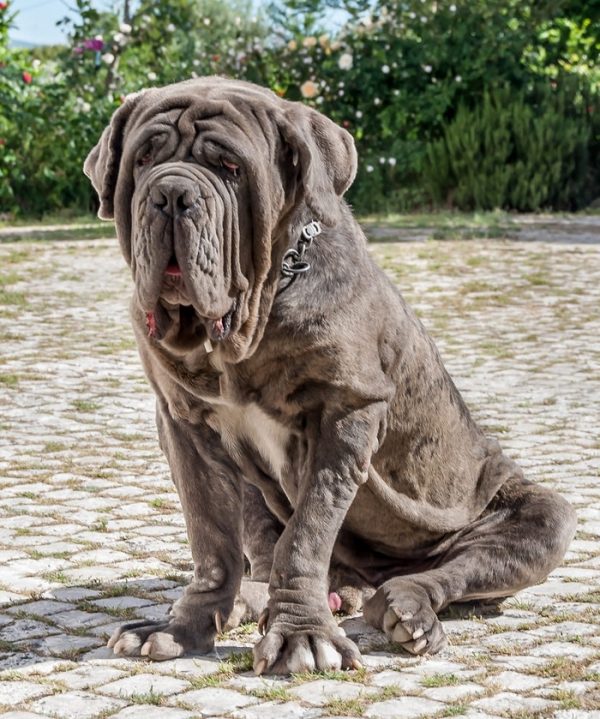 TOP 10 Giống Chó To Nhất Thế Giới [KHÔNG THỂ BỎ QUA]