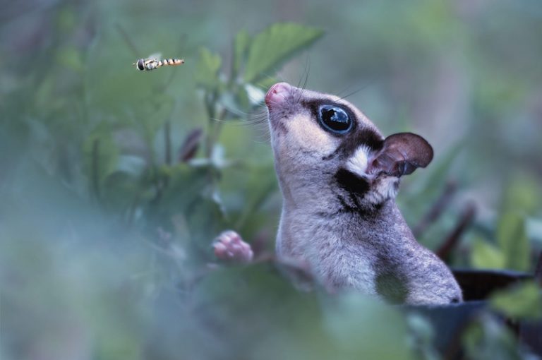 Shop Bán Sóc Bay Úc Sugar Glider Nhập Khẩu [CHẤT LƯỢNG #1]