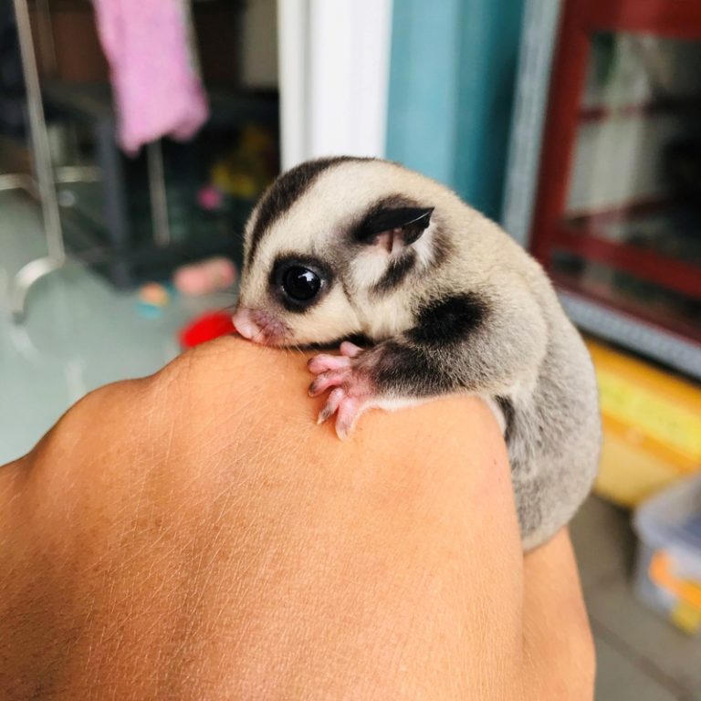 Shop Bán Sóc Bay Úc Sugar Glider Nhập Khẩu [CHẤT LƯỢNG #1]