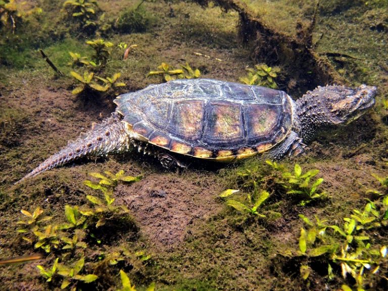 SHOP Rùa Common Snapping BABY Siêu Ngầu [CHẤT LƯỢNG #1]
