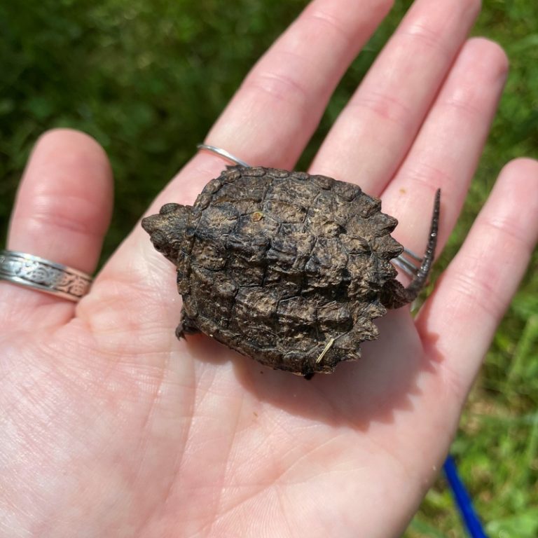 SHOP Rùa Common Snapping BABY Siêu Ngầu [CHẤT LƯỢNG #1]