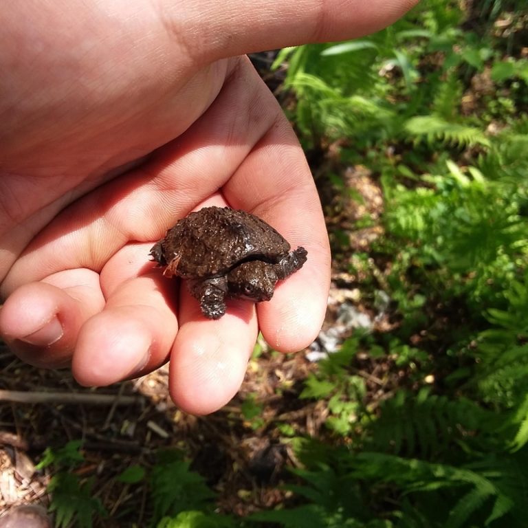 SHOP Rùa Common Snapping BABY Siêu Ngầu [CHẤT LƯỢNG #1]