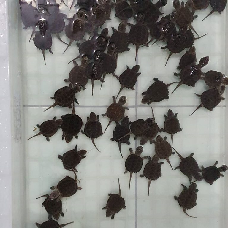 SHOP Rùa Common Snapping BABY Siêu Ngầu [CHẤT LƯỢNG #1]