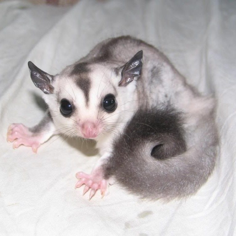 Shop Bán Sóc Bay Úc Sugar Glider Nhập Khẩu [CHẤT LƯỢNG #1]