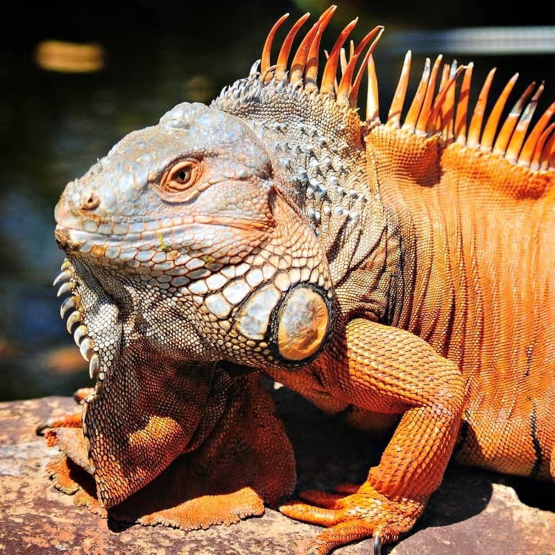 Rồng Nam Mỹ: Hàng Nhập Khẩu Giá Rẻ 2025, BH 15 Ngày