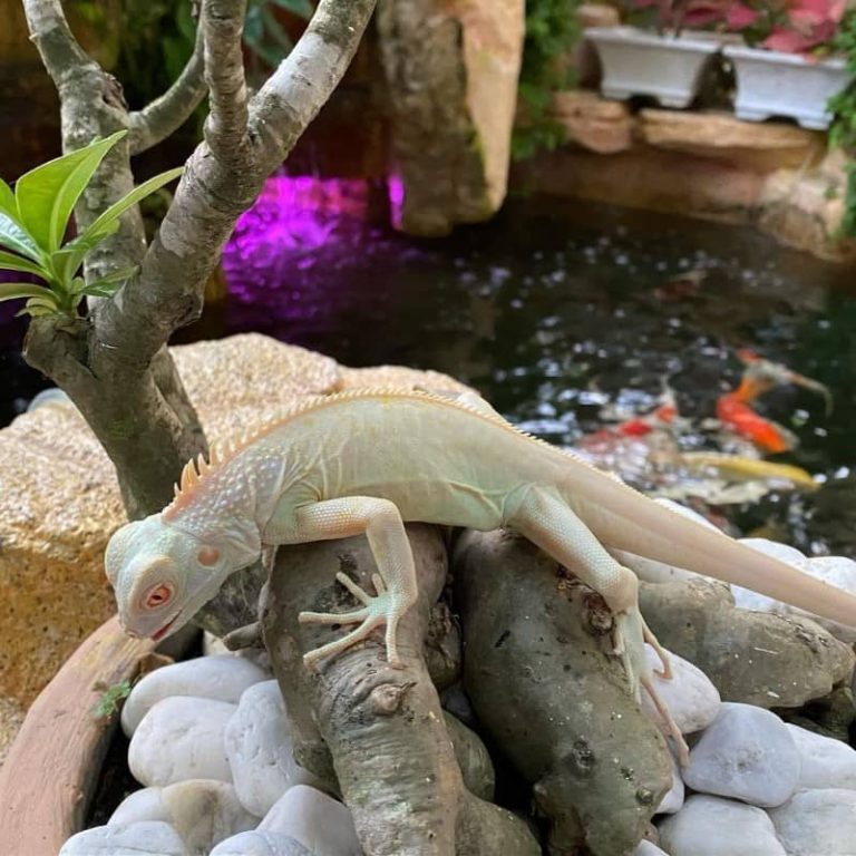 Rồng Nam Mỹ Trắng Tuyết Snow Iguana Tuyệt Đẹp [NEW #2020]