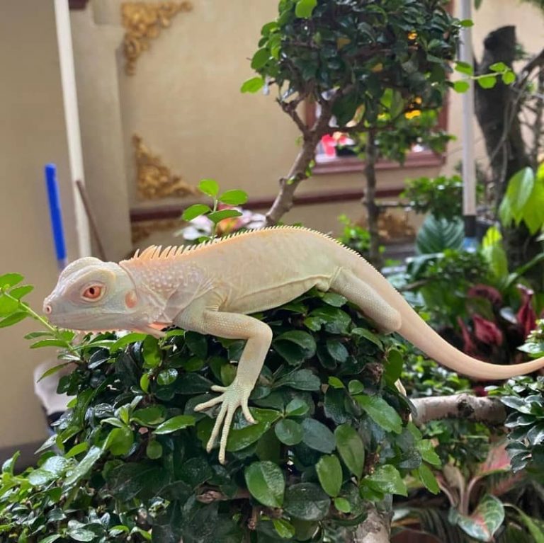 Rồng Nam Mỹ Trắng Tuyết Snow Iguana Tuyệt Đẹp [NEW #2020]