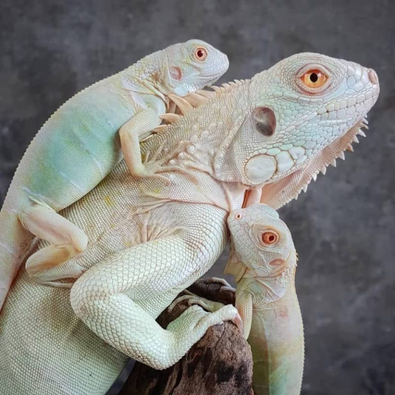 Rồng Nam Mỹ Trắng Tuyết Snow Iguana Tuyệt Đẹp [NEW #2020]