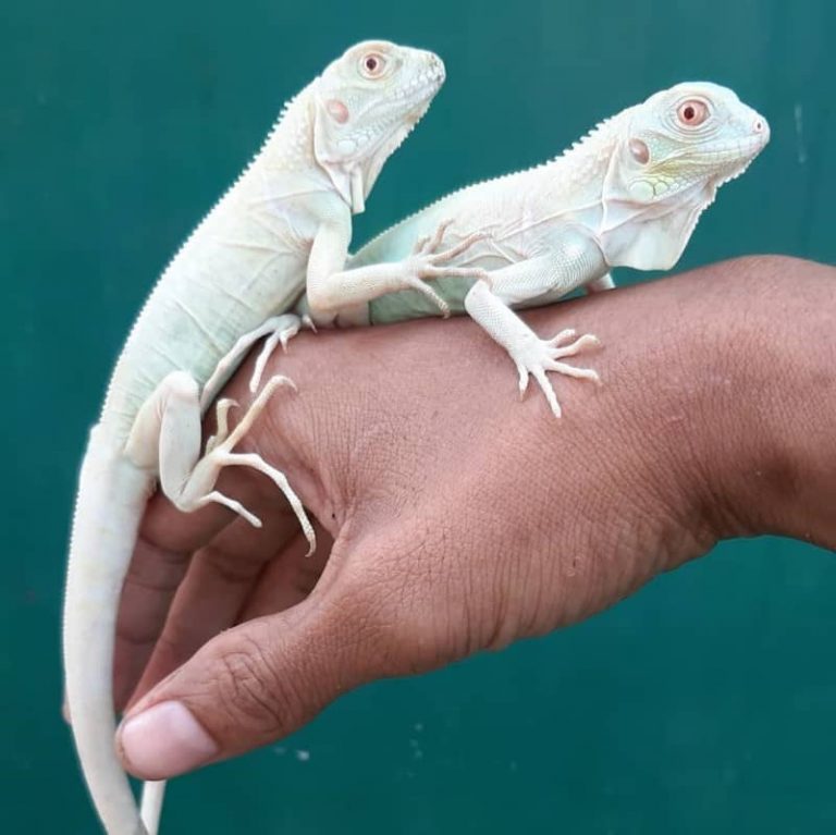 Rồng Nam Mỹ Trắng Tuyết Snow Iguana Tuyệt Đẹp [NEW #2020]